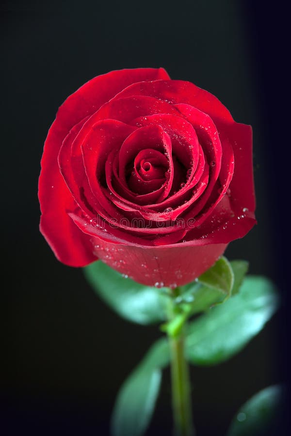 Red rose with water drops stock image. Image of aroma - 28341905