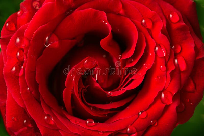Red Rose with Rain Drops, Macro Stock Photo - Image of fragility, petal ...