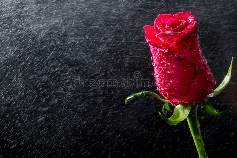 Red rose with water drops stock photo. Image of flower - 52784420