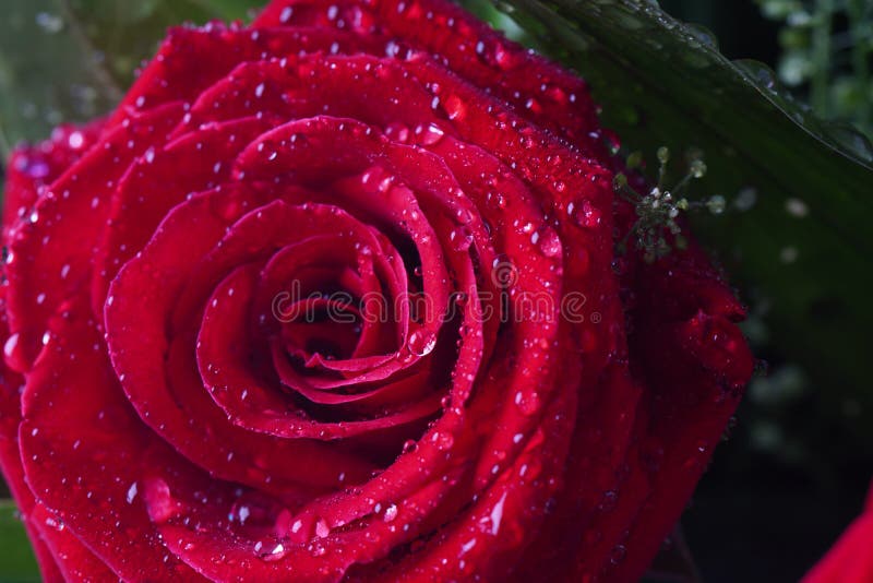 Red rose with water drops stock photo. Image of greeting - 206459640