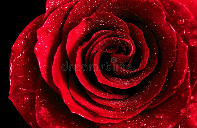Red rose in water drops stock photo. Image of colorful - 241319164