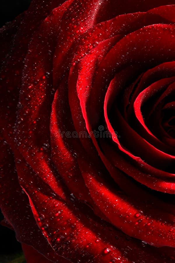 Red Rose with Water Drops Close Up Stock Photo - Image of arranged ...