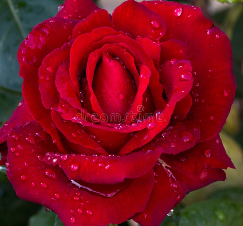 Red rose with water drops stock photo. Image of fragrance - 149797568