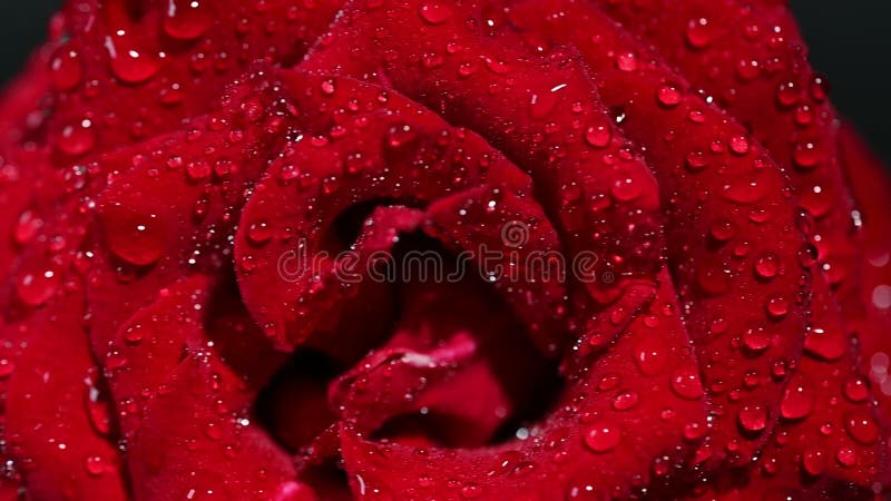 Red rose with water drops stock footage. Video of drop - 321569604