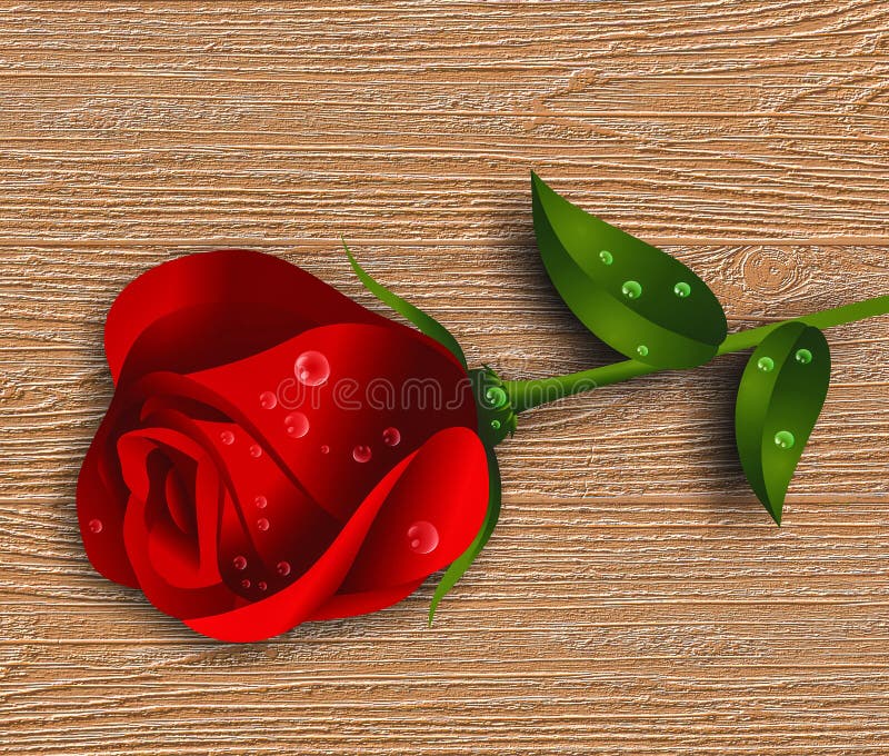 Red rose with water drops stock illustration. Illustration of passion ...