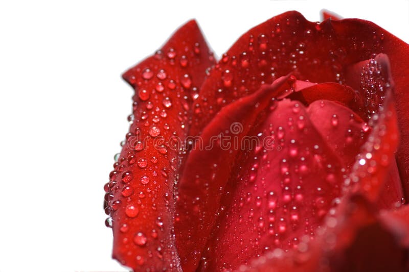 Red Rose and Water Drops - Macro Stock Image - Image of beauty, petal ...