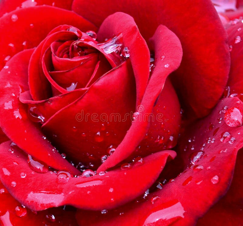 Red Rose with Water Drops on Petals Close Up Stock Image - Image of ...