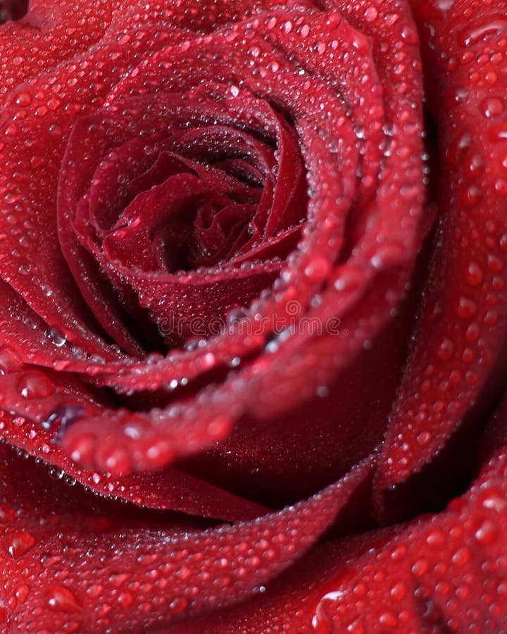 Red Rose Water Drops stock photo. Image of flower, petals - 99402066
