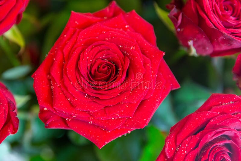 Close-up of a red rose stock photo. Image of drops, exterior - 146403830