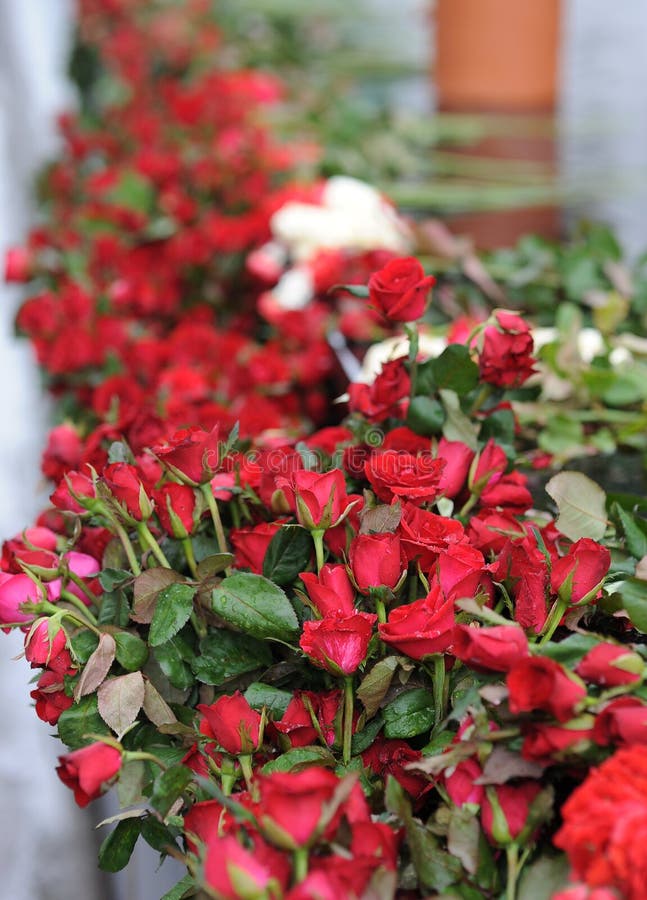 Red rose with water stock photo. Image of relaxation - 62192774