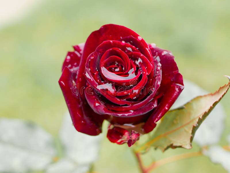 Red Rose with Water Inside. Close-up Stock Image - Image of drop ...