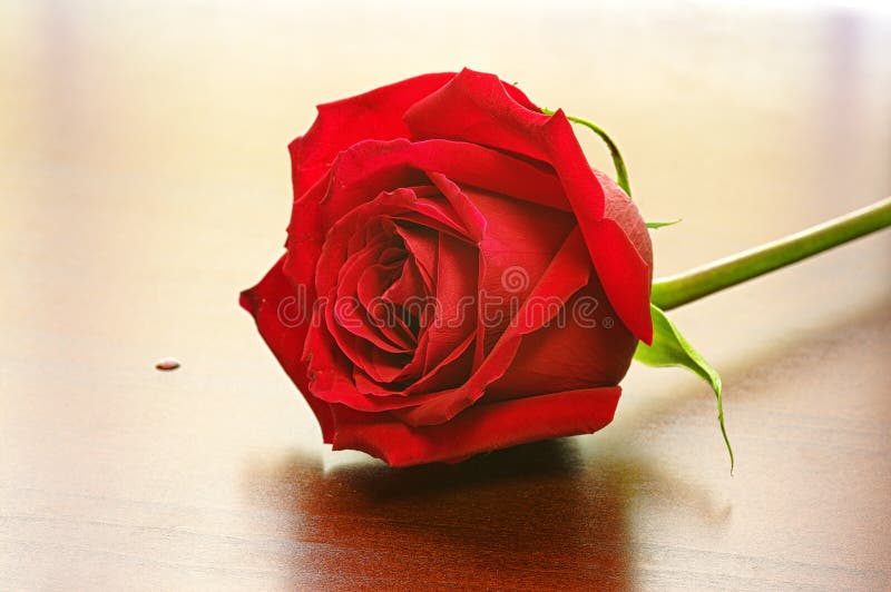 Red Rose stock photo. Image of table, rose, lying, still - 51441482