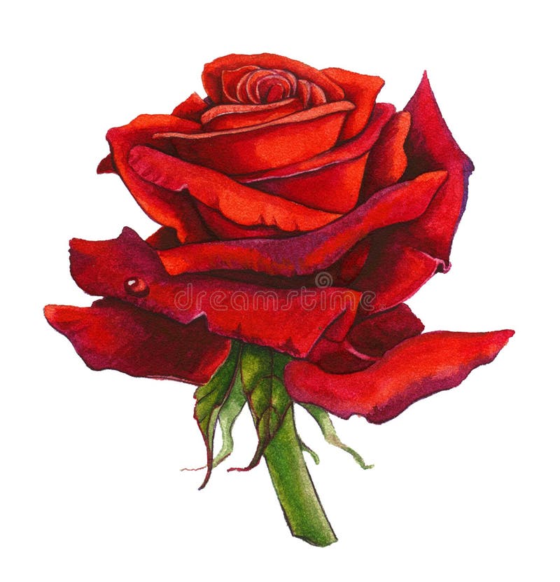 Red Rose Watercolor stock illustration. Illustration of color - 35288648