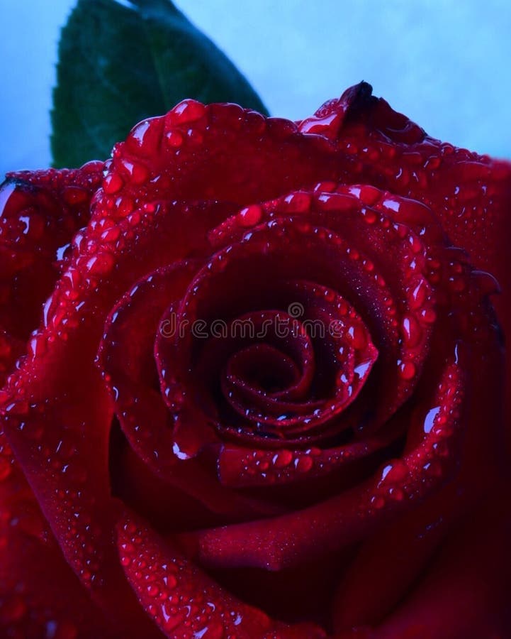 Red rose stock image. Image of flower, strong, watering - 75120243