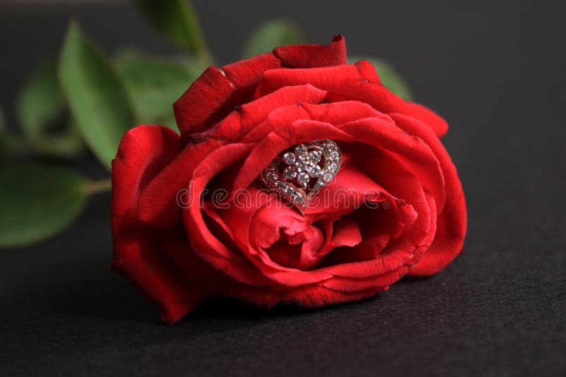Red Rose with Wedding Ring Isolated on Black Background. Stock Image ...