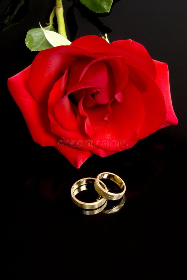 Red Rose and Wedding Rings stock photo. Image of close - 4715884