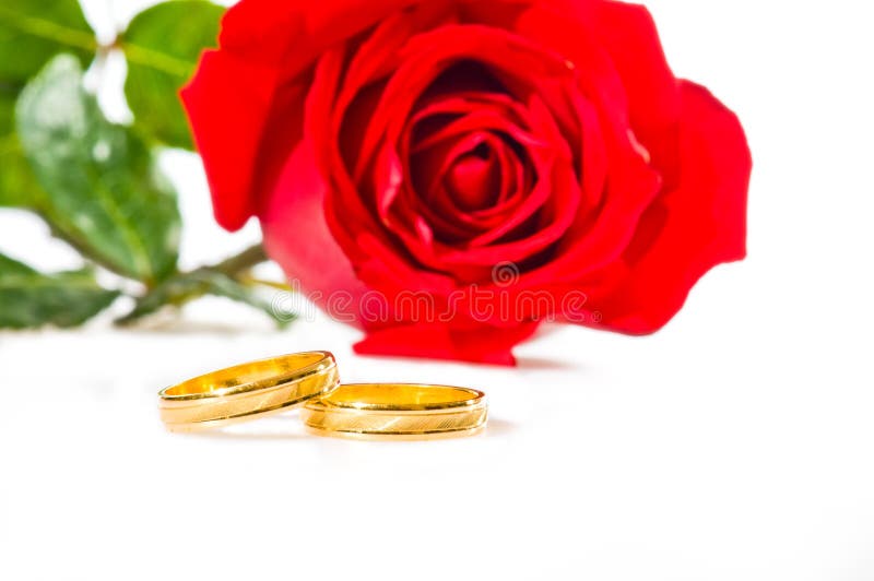 Red Rose and Wedding Rings Over White Stock Photo - Image of ...