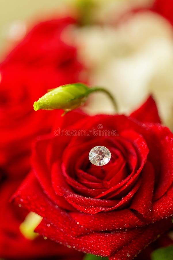 Red rose and diamond stock image. Image of blurred, elegant - 168912911