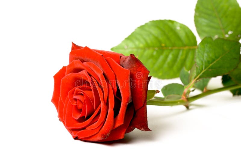 Red Rose on White Background Horizontal Banner Stock Image - Image of ...