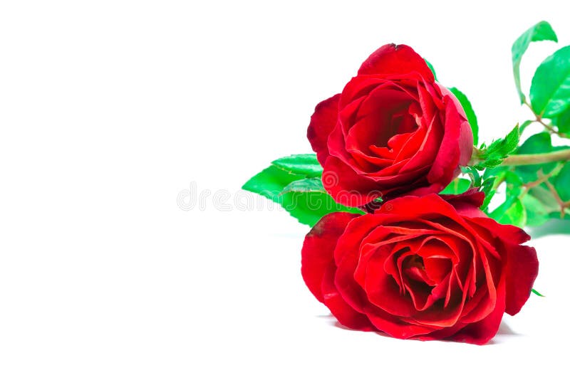 Red Rose on a White Background Stock Photo - Image of petal, botanical ...