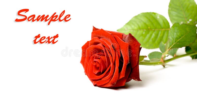 Red Rose on White Background Horizontal Banner Stock Image - Image of ...
