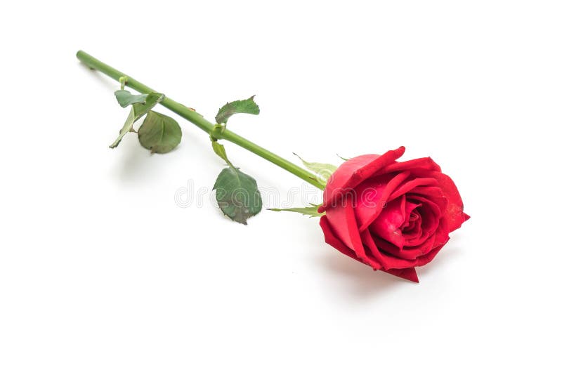Red Rose on White Background Stock Photo - Image of beautiful, pink ...