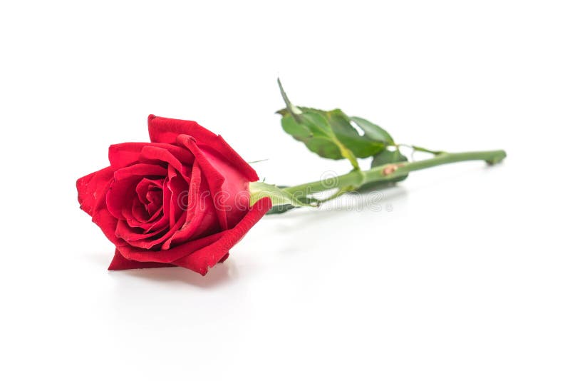 Red Rose on White Background Stock Photo - Image of blossom, isolated ...