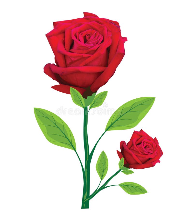 Red Rose on White Background Vector Design Stock Vector - Illustration ...