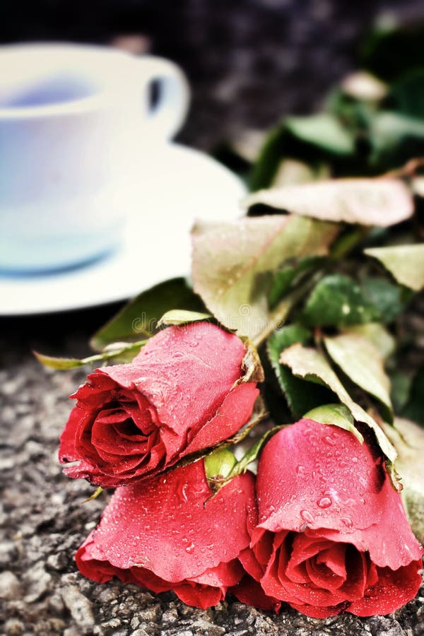 Red rose stock image. Image of card, roses, floral, valentine - 32899175