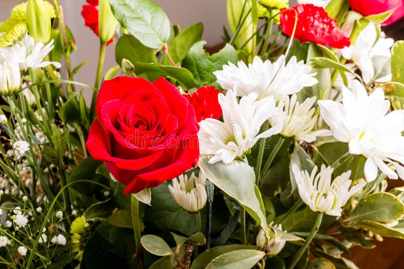 Red Rose and White Daisies stock image. Image of beauty - 51868959
