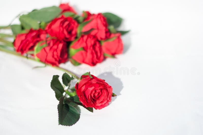 Red rose on white floor stock photo. Image of flower - 28970598
