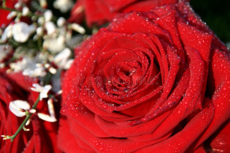 Red rose with white flower stock photo. Image of flower - 1925158