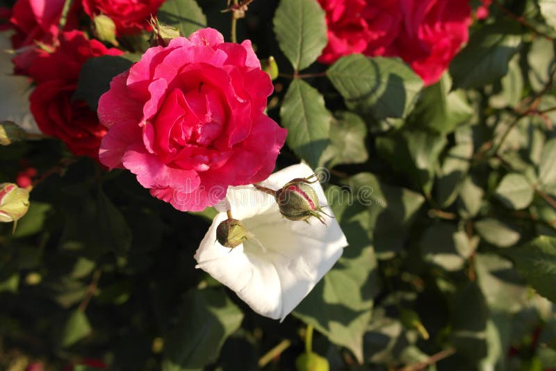 Red rose and white flower stock image. Image of nature - 93899653