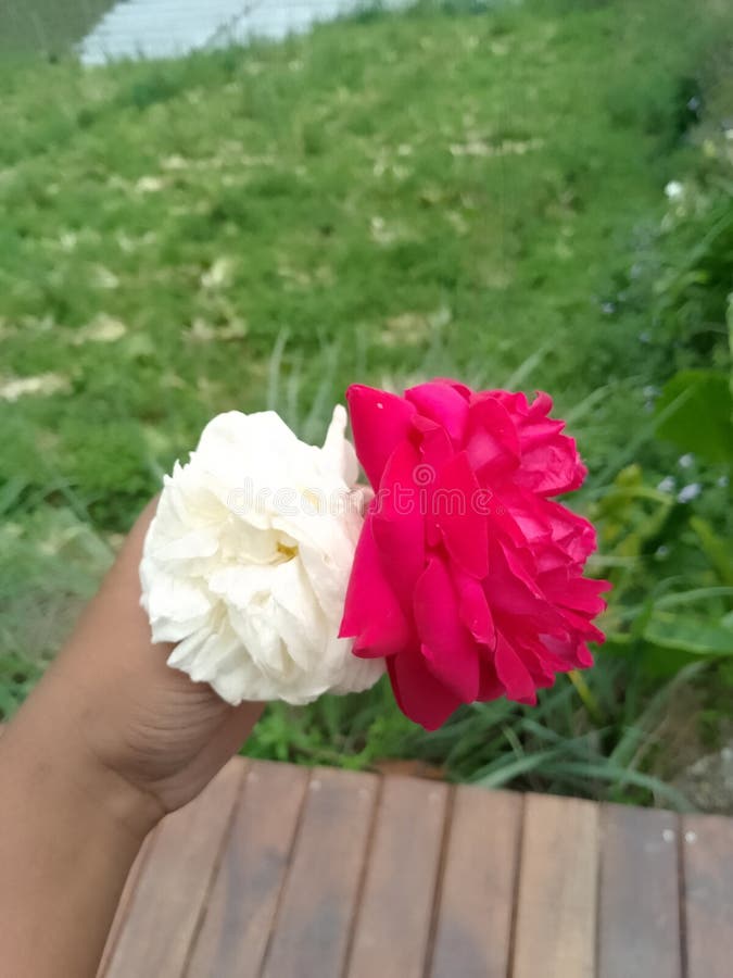 Red Rose White Rose Flower Natural Beauty Stock Image - Image of beauty ...