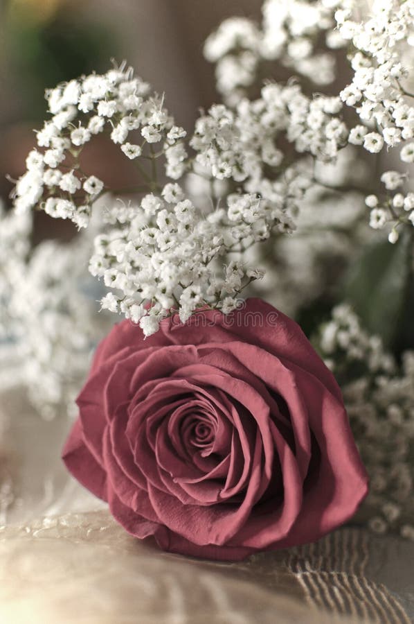 Red rose and white flowers stock photo. Image of beautiful - 49042092