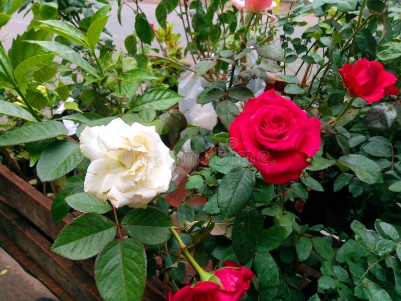 Red Rose White Rose with Green Leafs Stock Image - Image of background ...