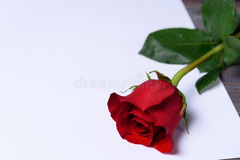 Red Rose on a White Sheet. Place for Text. Congratulations on the ...
