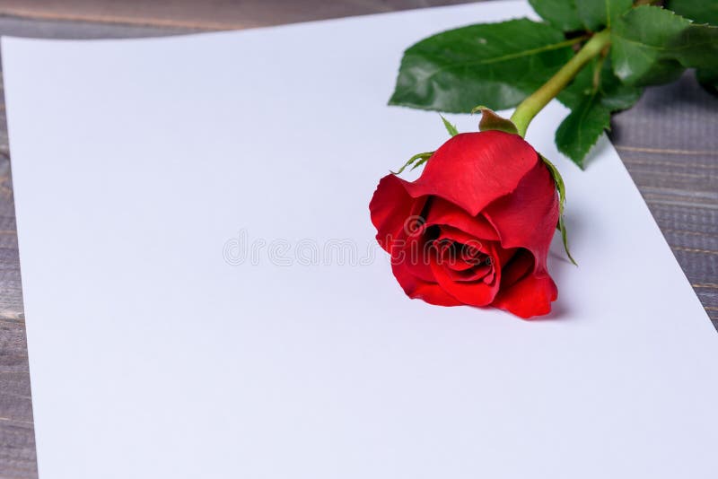 Red Rose on a White Sheet. Place for Text. Congratulations on the ...