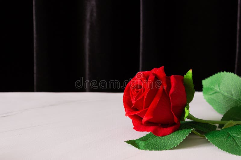 Red Rose on a White Table and Black Background, Free Space for Text ...