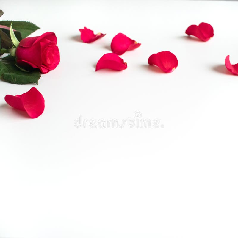 Red Rose on a White Table with Red Petals Stock Photo - Image of ...