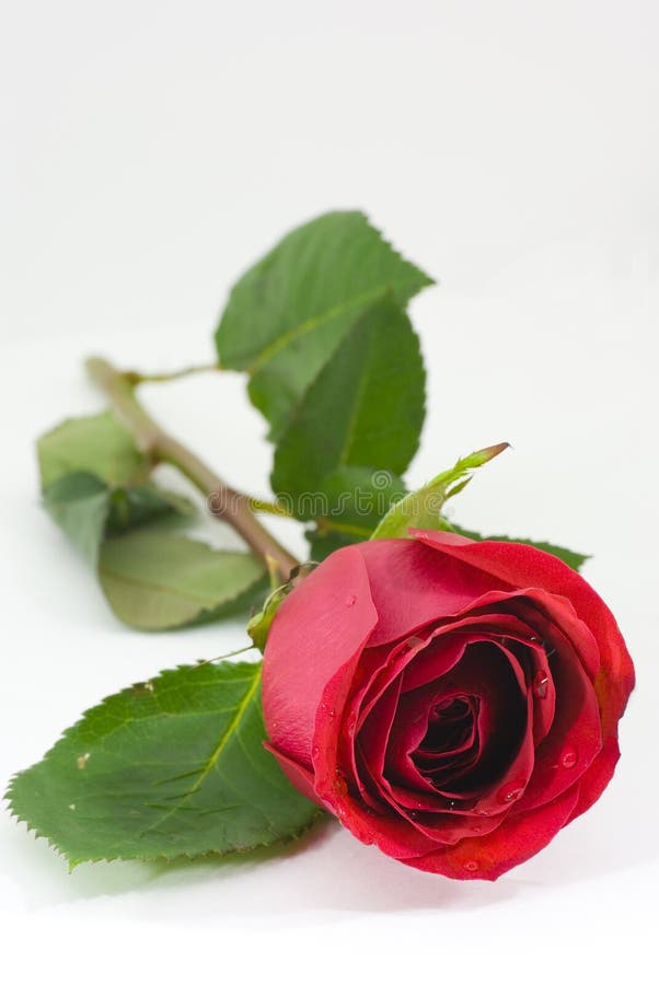 Red Rose on White with Text Space Stock Photo - Image of petal ...