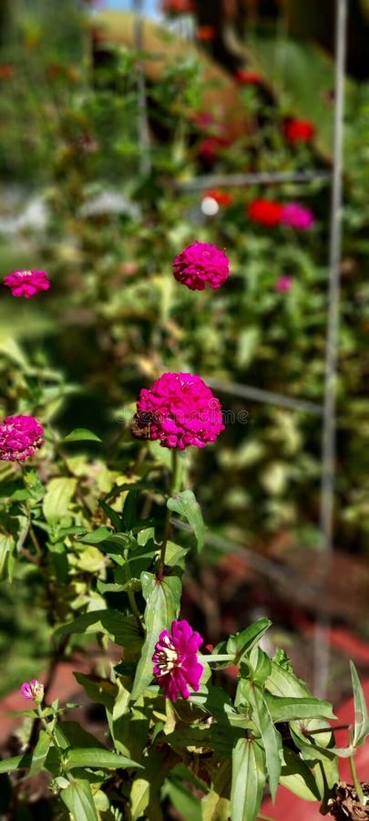 Red Rose Wild Plants in the Yard Stock Photo - Image of wild, yard ...