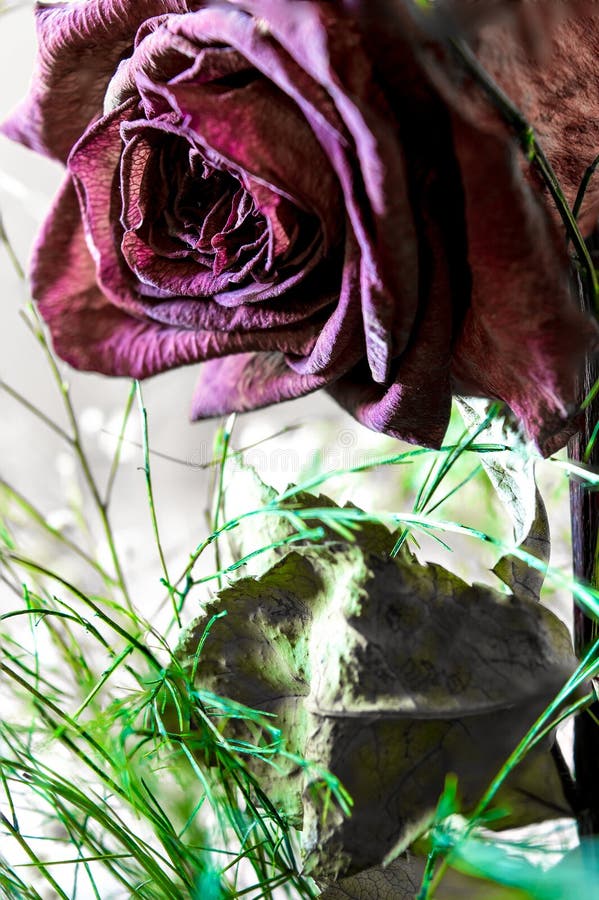 Red Rose wilted stock image. Image of flora, floral, death - 51538081
