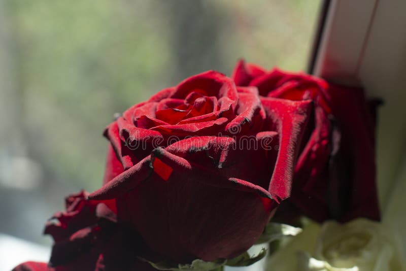 A Red Rose by the Window. Flower Bud in the Room Stock Photo - Image of ...