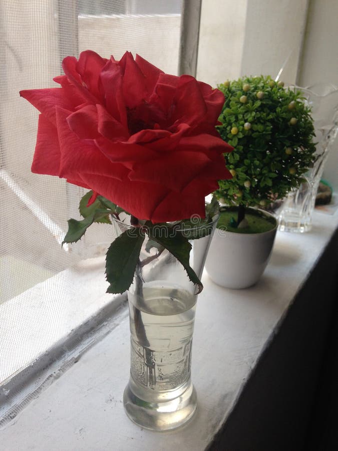 Red rose in the window stock image. Image of window - 158370411