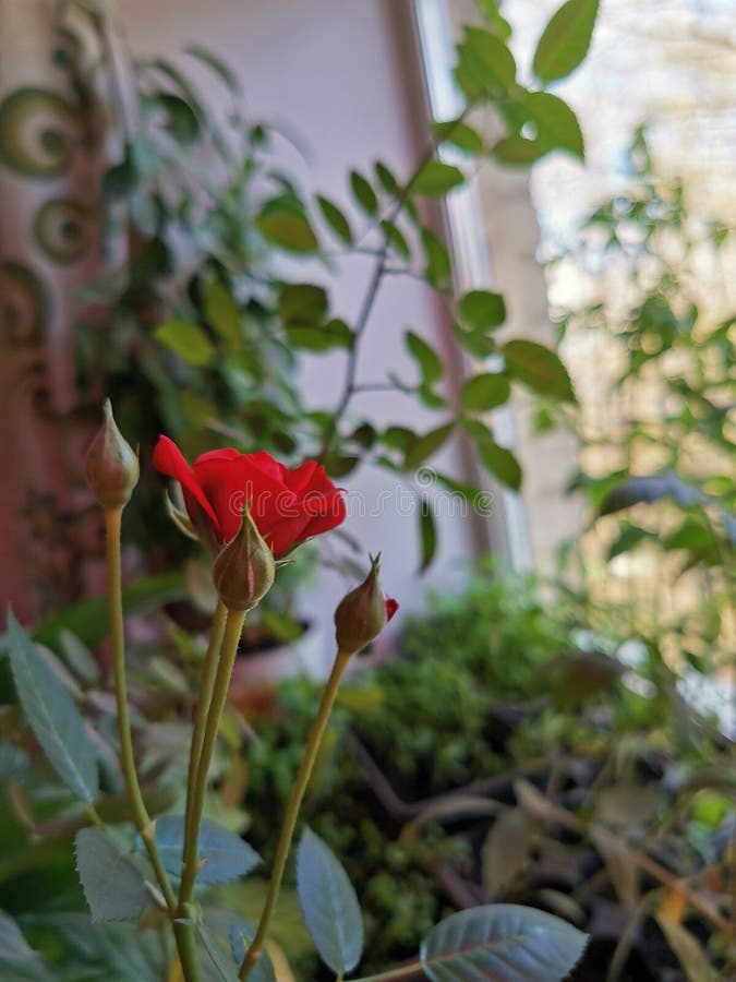 Red rose on the windowsil stock photo. Image of autumn - 256010058