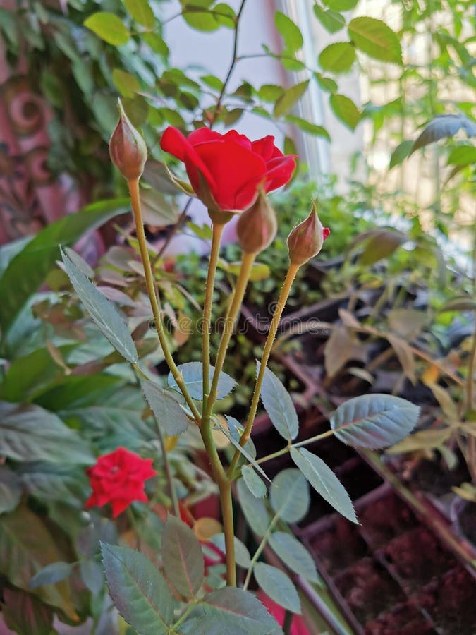 Red rose on the windowsil stock photo. Image of plant - 256010062