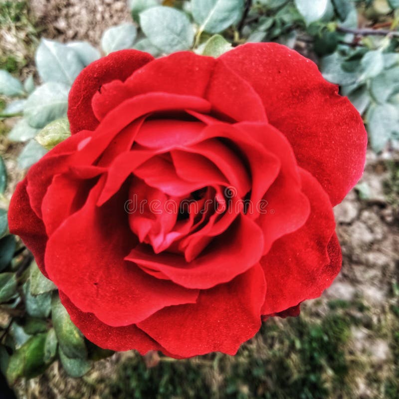 Red Rose Field Picture. Image: 83019194