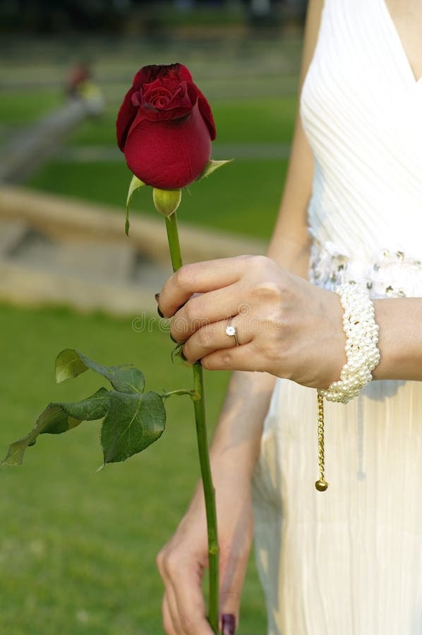 A red rose in woman hand stock image. Image of present - 18187461