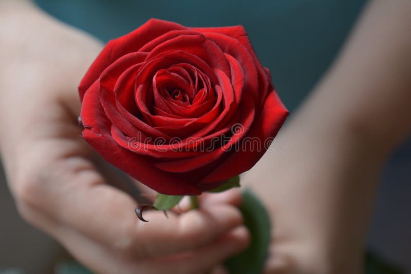 Red rose in woman hands stock photo. Image of gift, interesting - 51137988